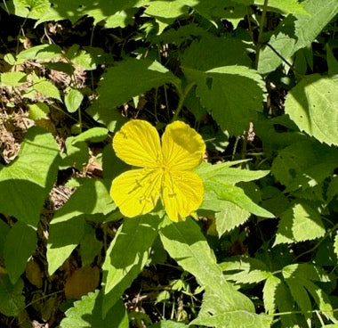 Midwest Primrose flower essence - Essence Alchemy