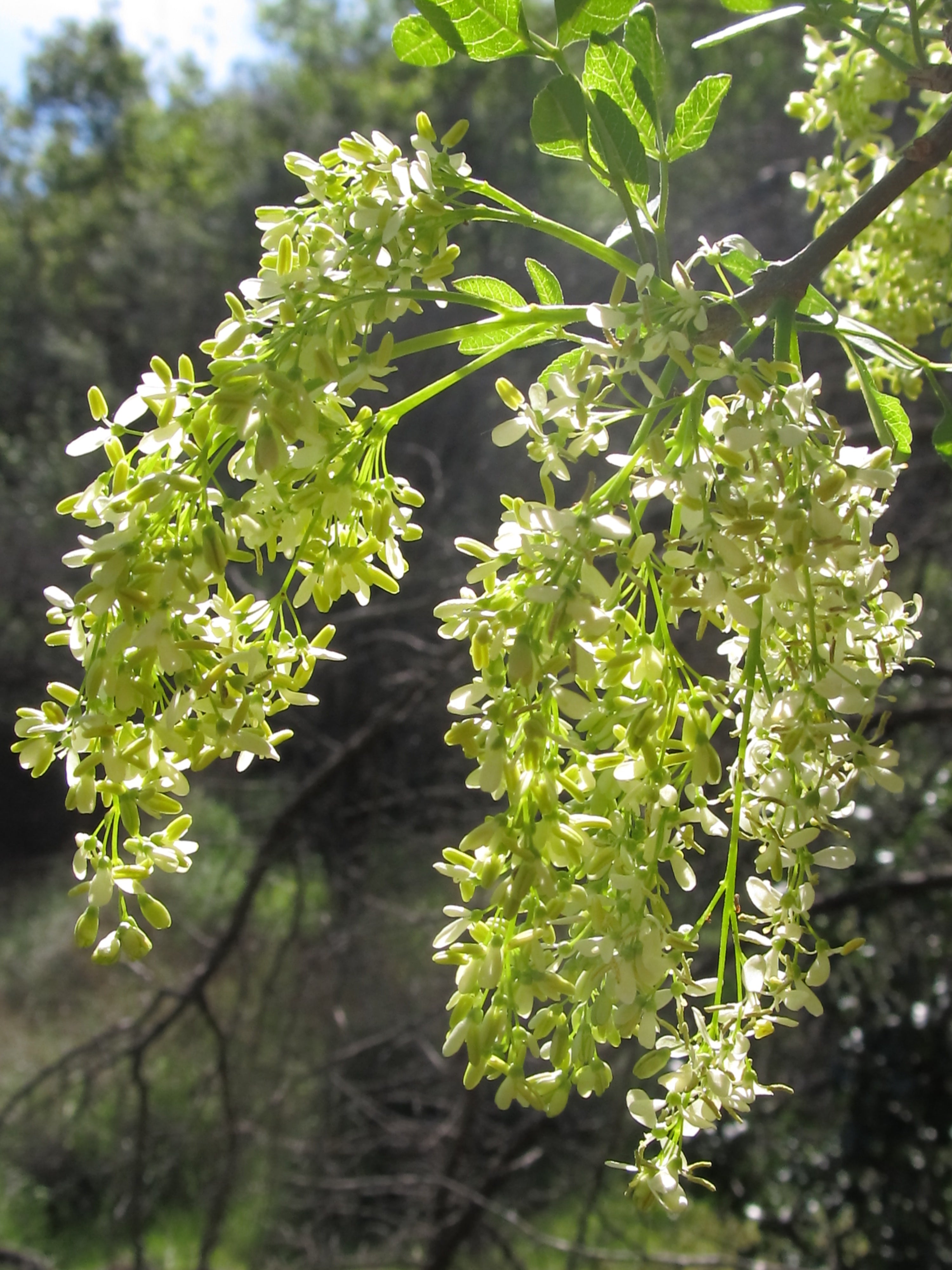 California Ash Flower Essence - Essence Alchemy