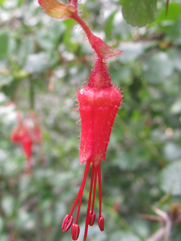 Gooseberry Fuchsia - Essence Alchemy